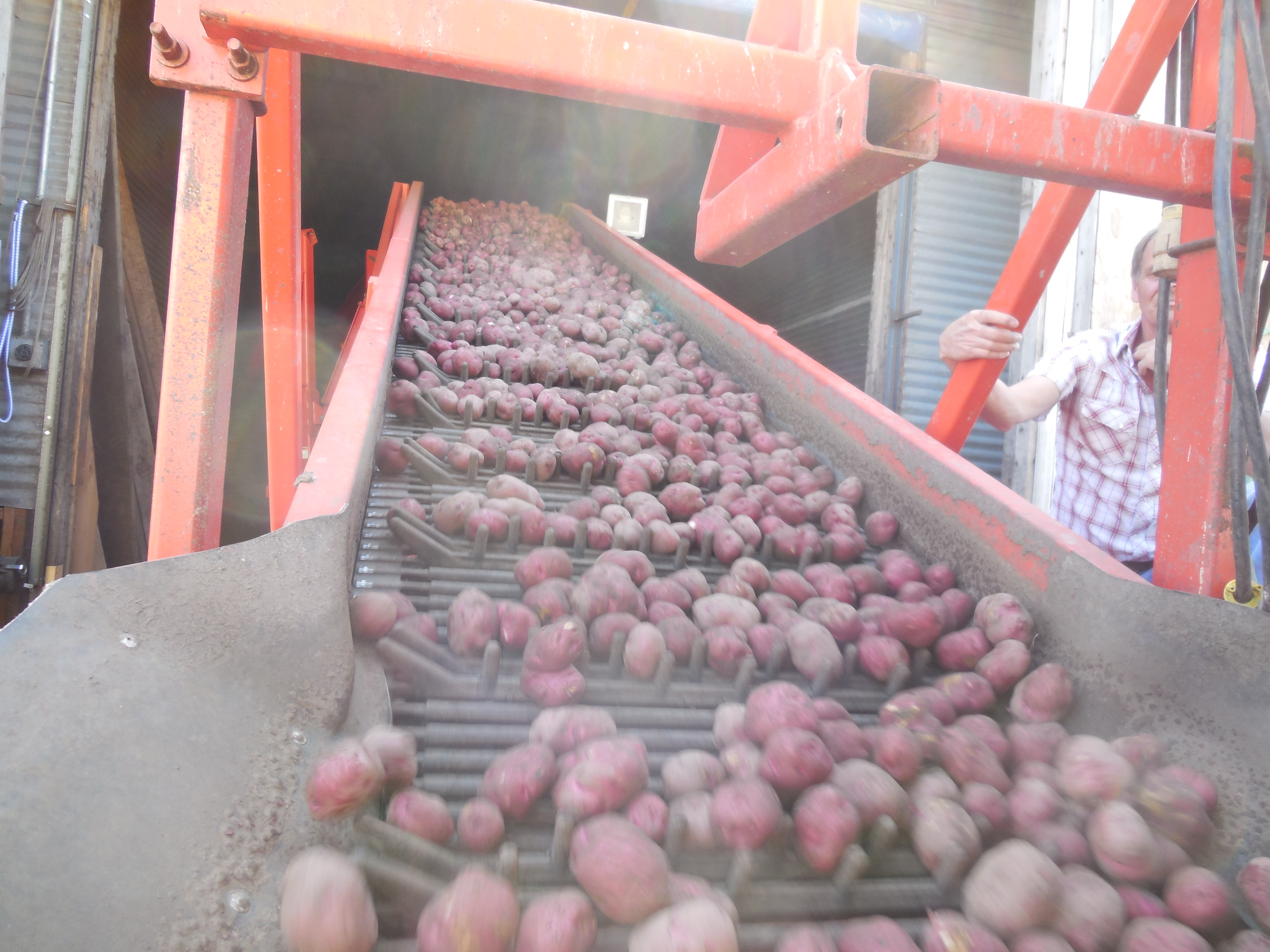 New Potato Packing, Shipping Facility Opens in Skagit Valley - Haul Produce