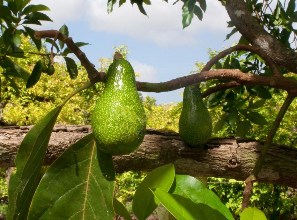 Florida avocado shippers Archives - Haul Produce
