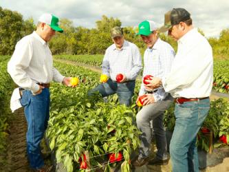 New Field Colored Pepper Varieties are Introduced at J&J Family of ...