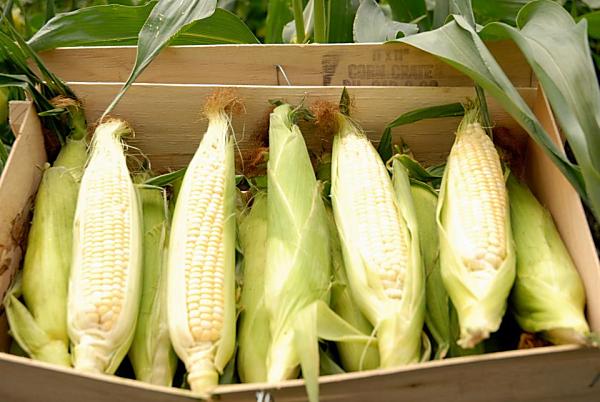 Volume Florida Spring Produce Shipments are Just Around the Corner ...