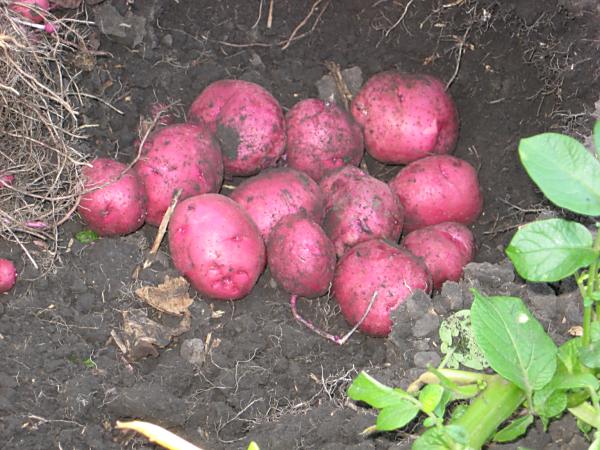 Black Gold Farms’ Fresh Red Potato Shipments Coming Out of Missouri ...