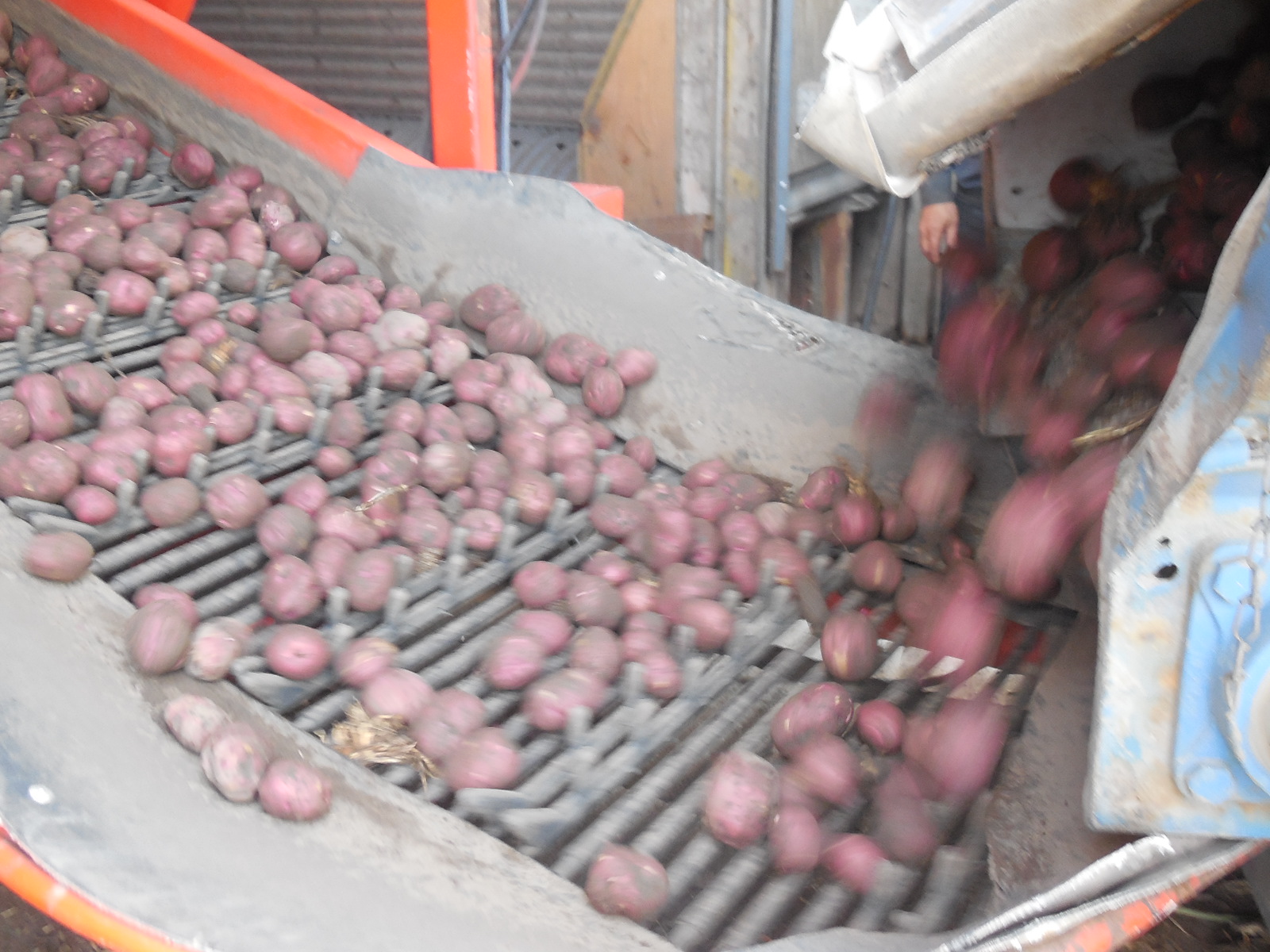 Potato Shippers are Scrambling for Trucks in Central Minnesota - Haul ...