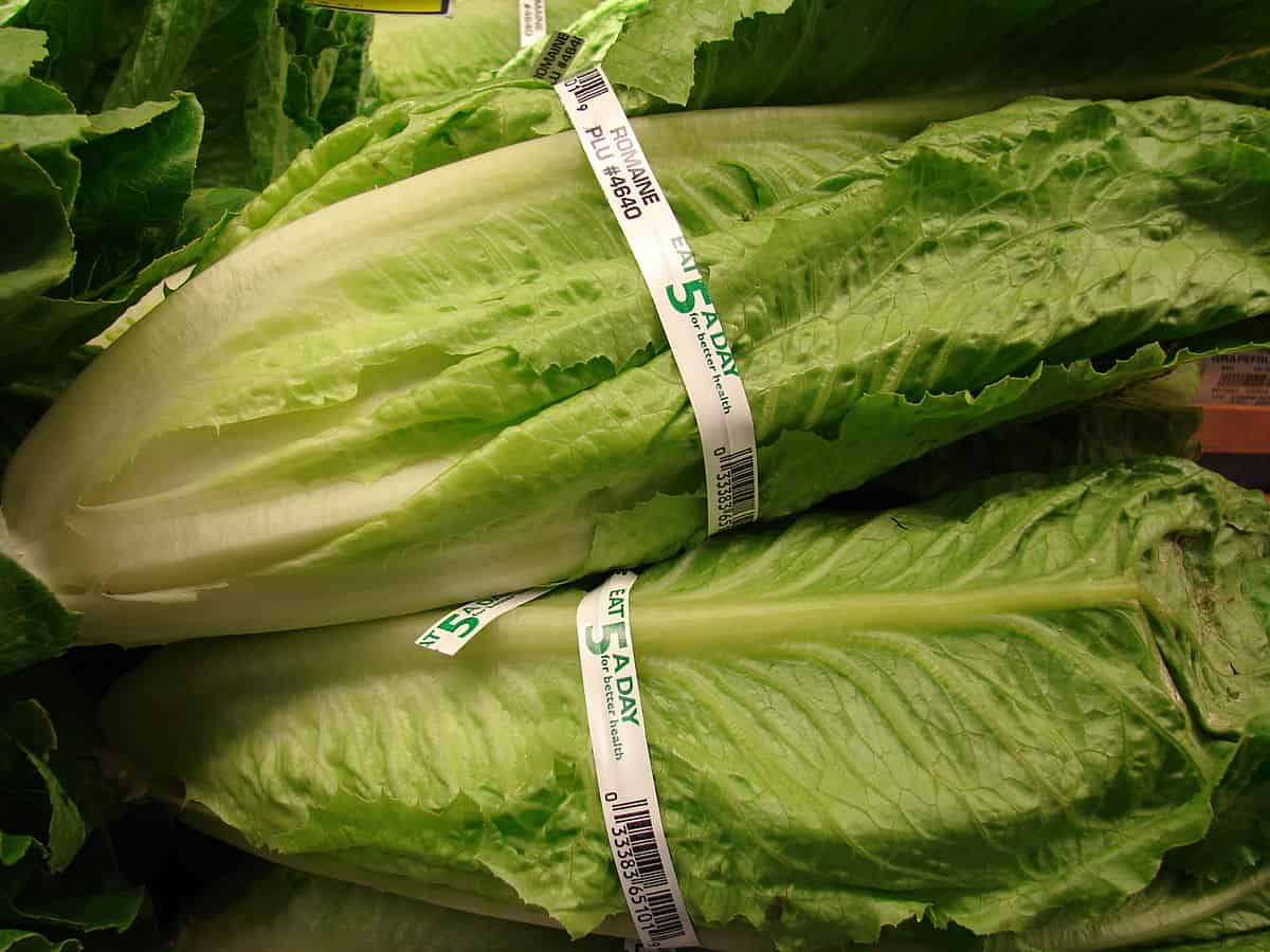 CDC Warns ‘Do Not Buy or Eat Romaine Lettuce from Yuma’ Due to E. Coli ...