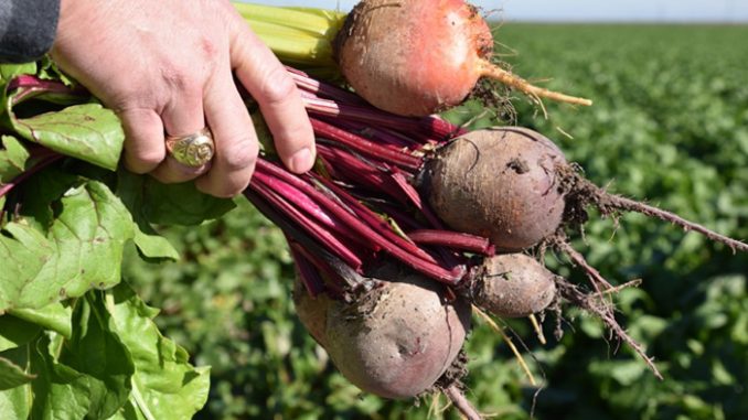 SunFed Starts Shipments of Texas Beets, Mexican Onions - Haul Produce
