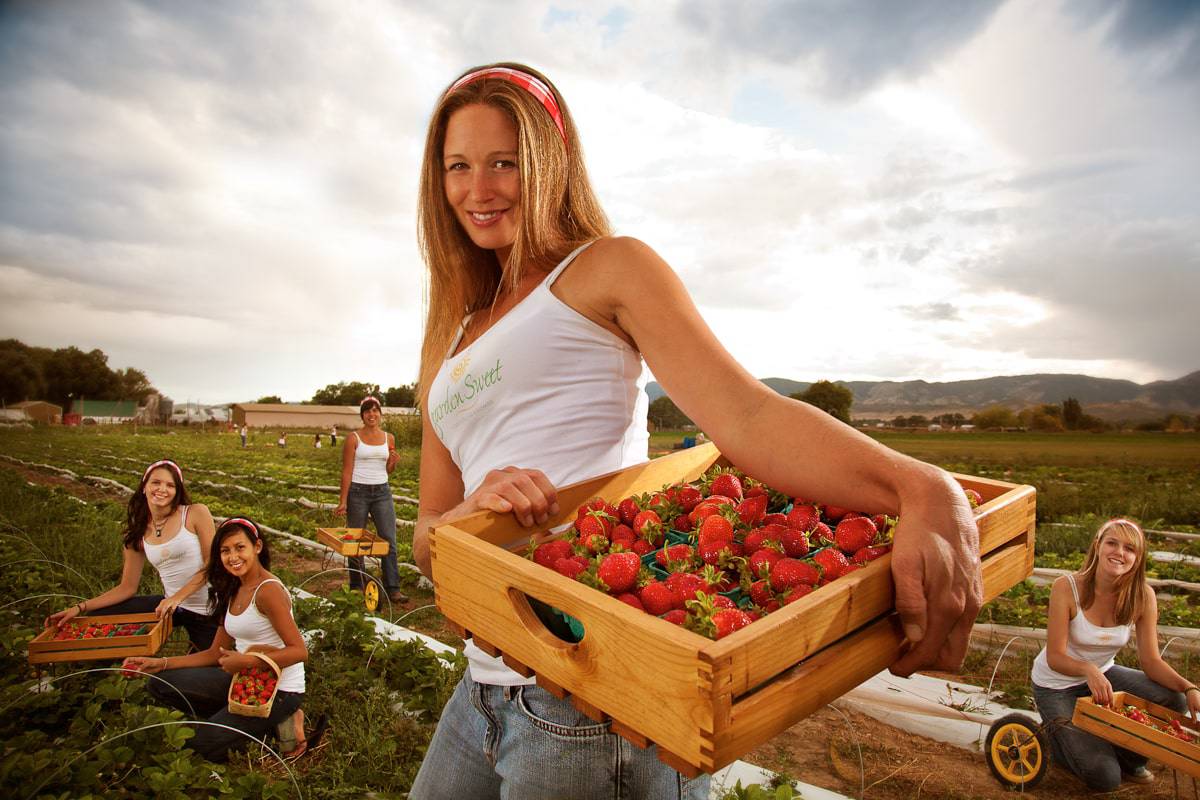 California Strawberry Commission Issues an Open Letter - Haul Produce