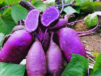 Unique Varieties Gain Popularity with Organic Sweet Potatoes - Haul Produce