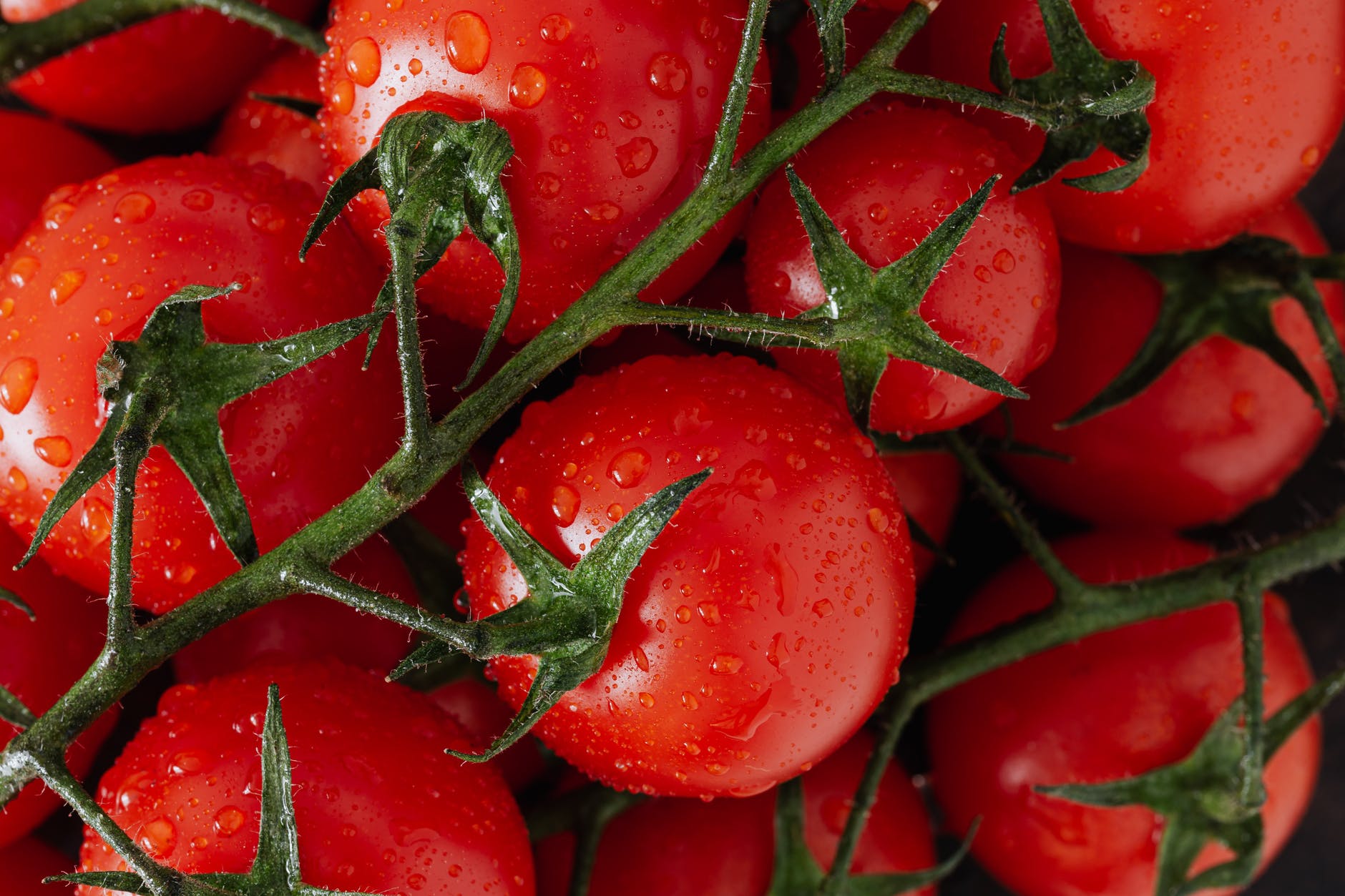 Genetically Modified Tomatoes Could be Alternative for Parkinson’s ...