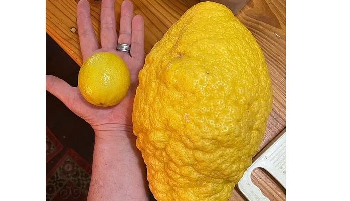Mammoth Lemon is Grown in Australia - Haul Produce