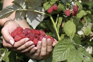 Blueberry, Raspberry Per Capita Availability at Retail is Surging ...