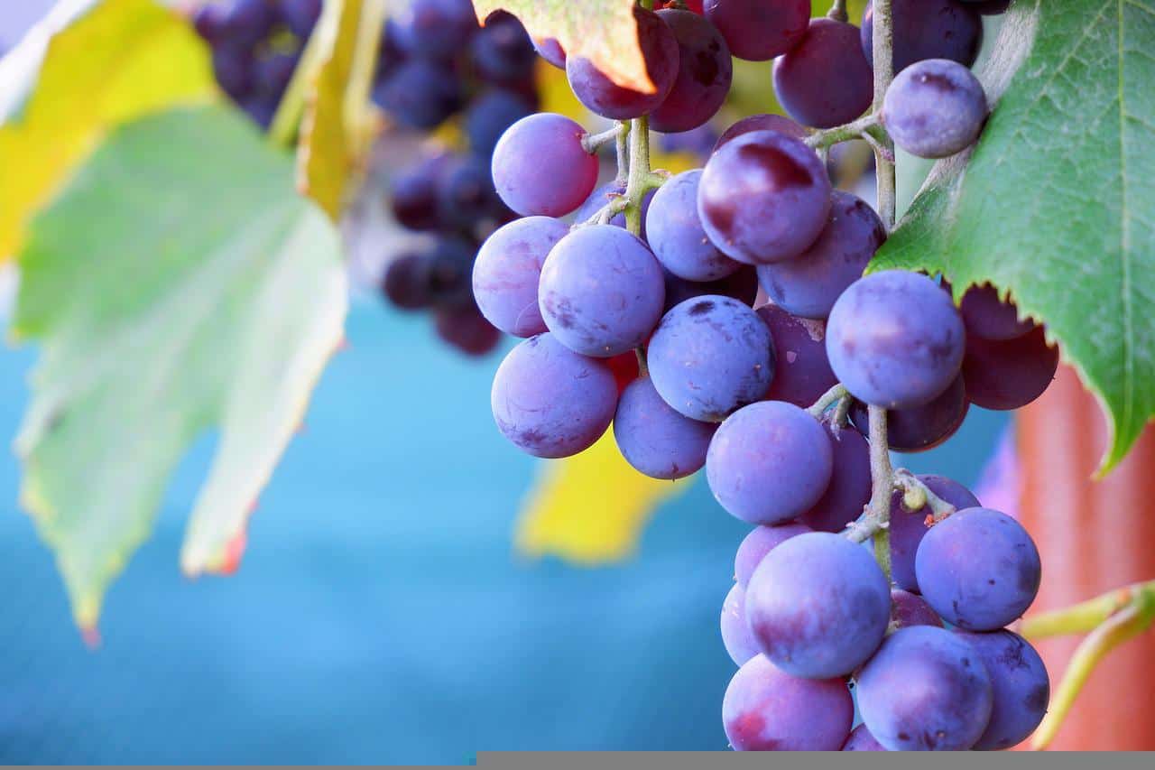 New Study: “Remarkable” Impacts of Eating Grapes on Health and ... New Study: “Remarkable” Impacts of Eating Grapes on Health and ...
