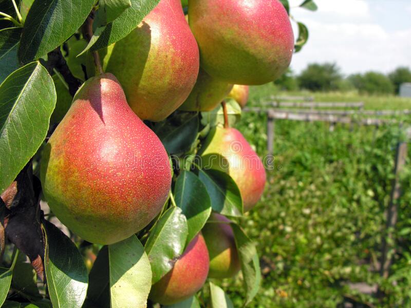 Pears Rank High in Dietary Fiber - Haul Produce