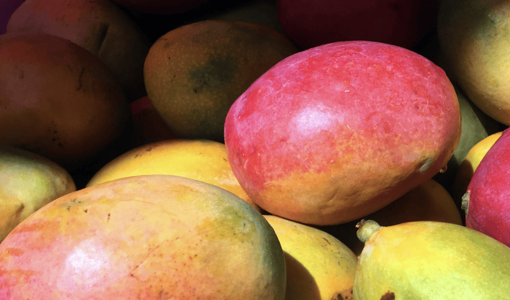The Dominican Republic is Looking to Increase Mango Production - Haul ...