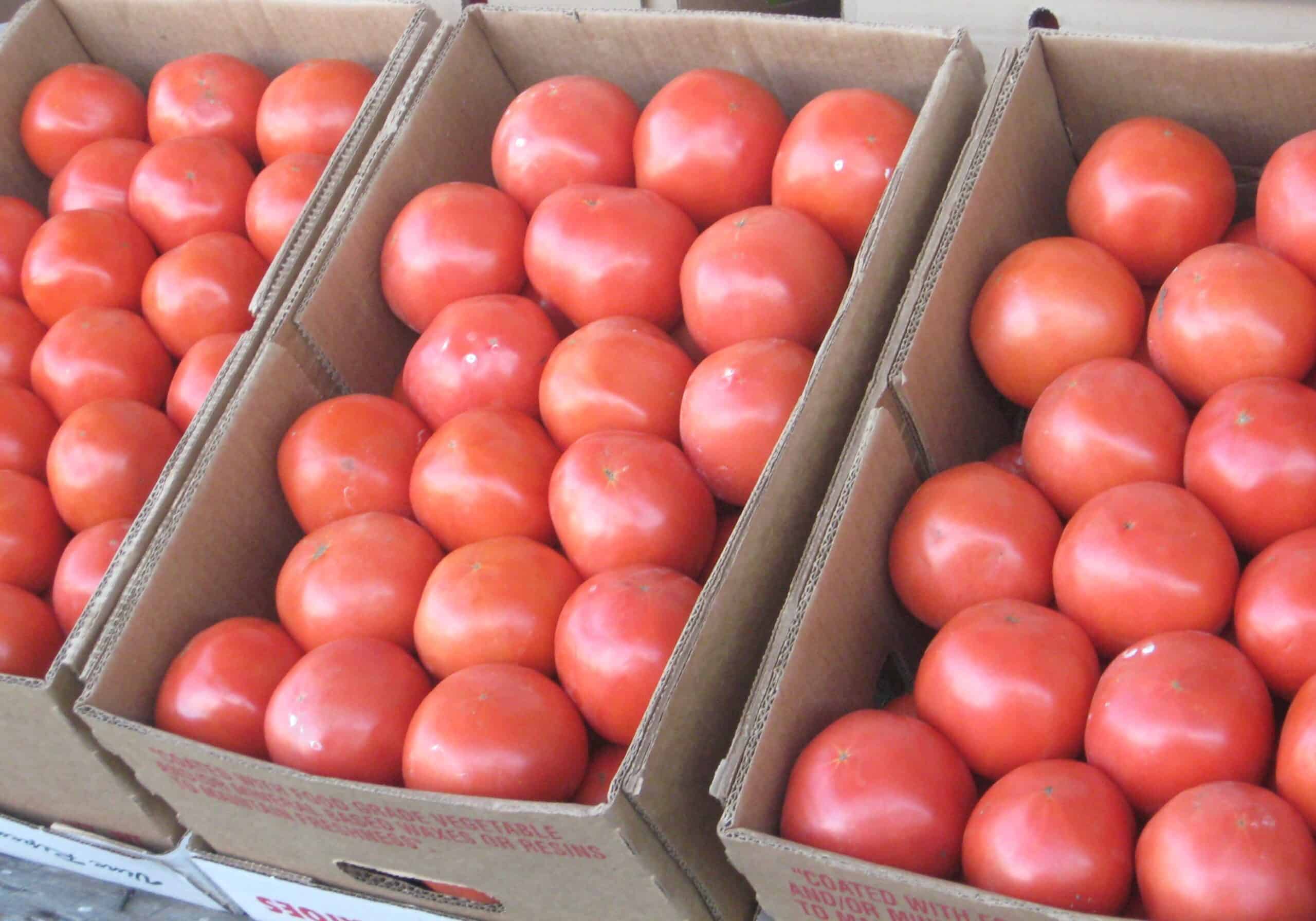 Florida Tomato Production Dominates Domestic Tomato Shipments - Haul ...