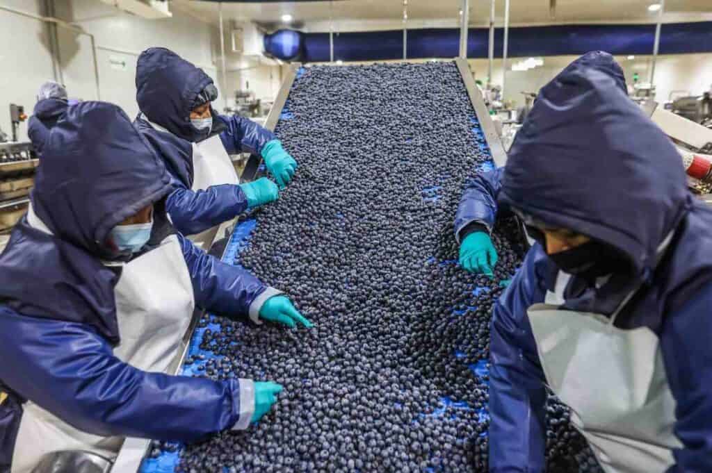Peru Consolidates its Position as the World’s Leading Blueberry ...